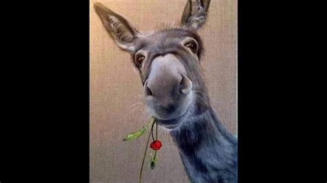 ვირის იმედად კომპოზიტორი ზოია ბუაძე Youtube