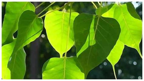 Worship Peepal Tree पीपल की पूजा का क्यों हैं इतना महत्व पुराणों में