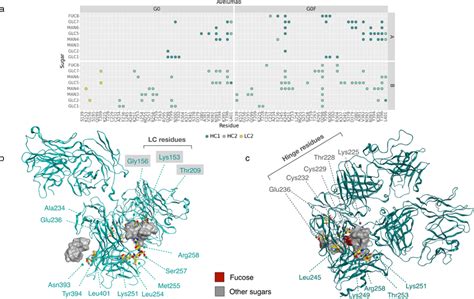 Analysis Of H Bonds Between Glycans And Avelumab A Dot Plot Showing The