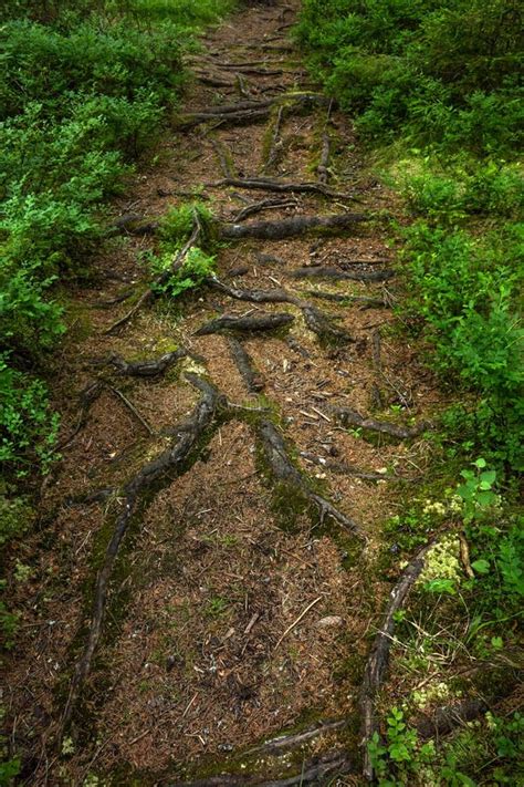 Forest Path With Tree Roots Stock Photo Image Of Park Wood 189236194
