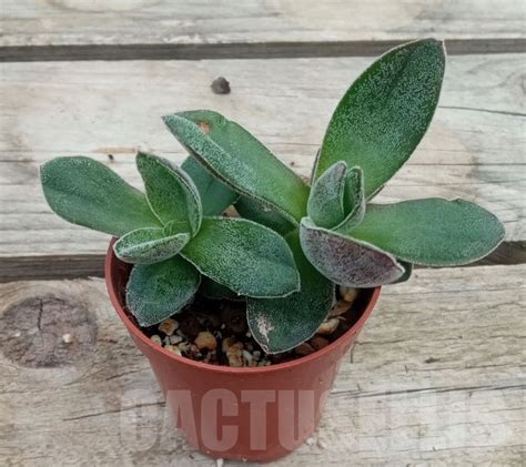 Shpr13717 Crassula Lotus Кактус онлайн