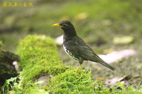 クロツグミ 奥武蔵の自然