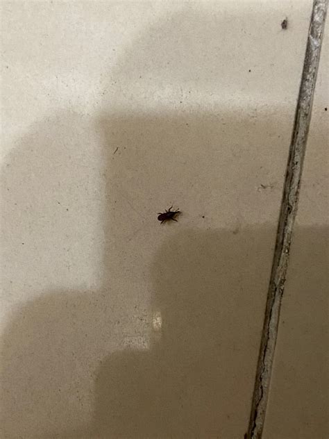 請益 房間地板出現的小黑蟲😵‍💫 昆蟲板 Dcard