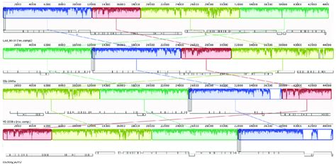 Whole Genome Alignment Of The Phage Uae Mi 01 And Three Phage Genomes Download Scientific