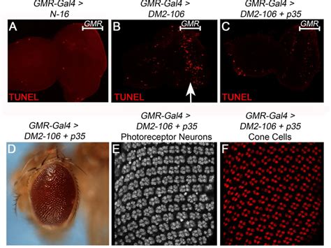 Induction Of Apoptosis Results In Disruption Of The Photoreceptor
