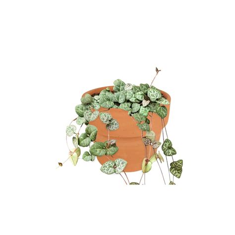 Succulents Box String Of Hearts 4 Inch Clay Pot Review Whisker