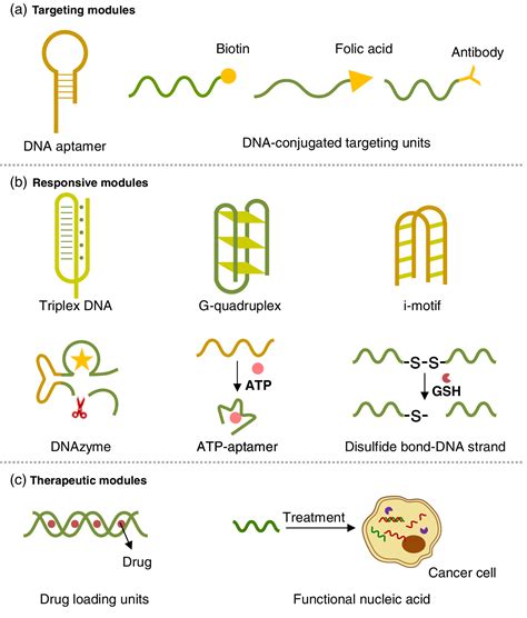 Multimodules Integrated Functional Dna Nanomaterials For Intelligent Drug Delivery Guo 2022