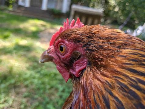 Guide To Chicken Earlobes 2021 What Colors Mean
