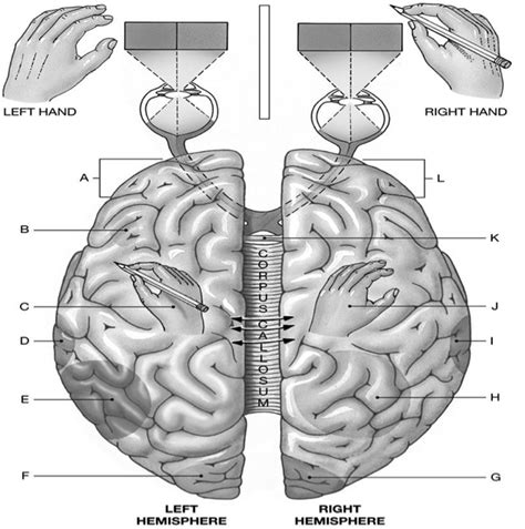 Hemispheric Specialization Diagram Quizlet