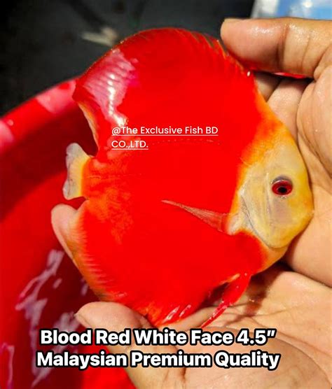 The Exclusive Fish Bd Coltd Dhaka