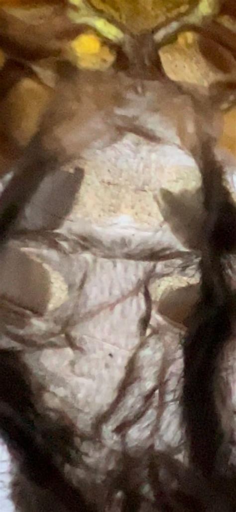 Help Me Sex This Theraphosa Apophysis Please R Tarantulas