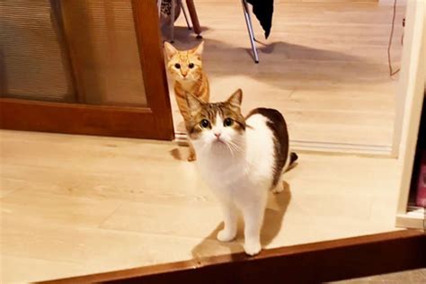 【動画】パパさんが帰宅。ドアを開けた瞬間、出迎えるニャンコたちの反応に、涙が出そう！ Peco（ペコ）