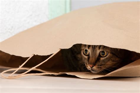 Gato Tem Medo De Fogos 11 Blog Da Pet Anjo