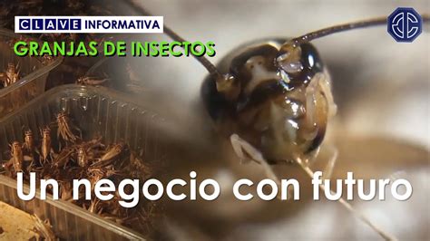 Guía Completa Cómo Montar Una Granja De Insectos Paso A Paso 💙 Me
