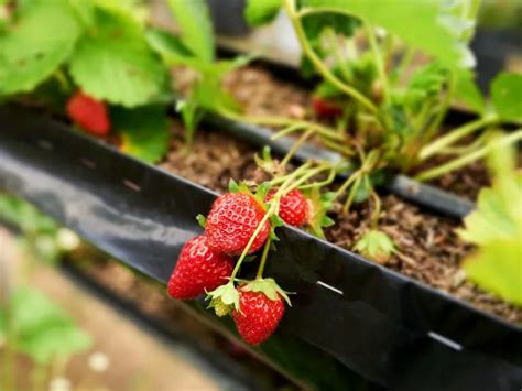 Cara Menanam Strawberry Dengan Media Polybag Di Rumah
