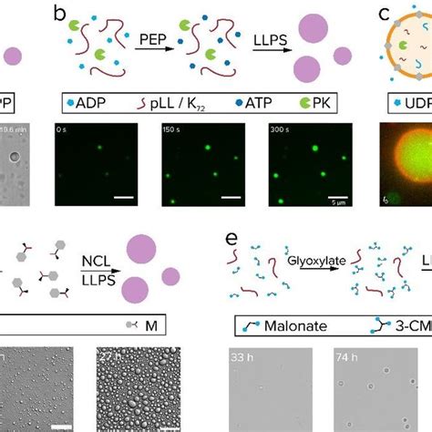 Active Growth In Coacervates Driven By Reactions A Phosphorylated