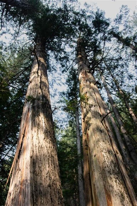 13 Best Short Hikes In Glacier National Park 2024 Edition