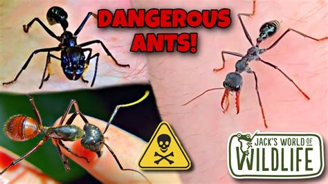 Which Ant Is The Most Dangerous