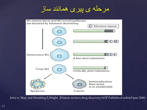Telomere Structure And Function Ppt