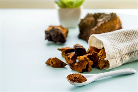 야생 천연 Chaga 버섯의 측면 보기 Inonotus 경사 분말 및 밝은 파란색 배경에 차와 커피를 만들기 위한 조각 건강 한