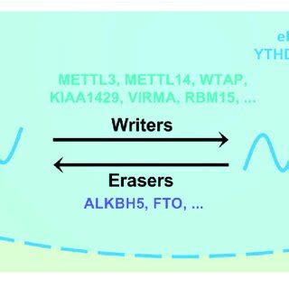 Schematic Diagram Of RNA M6A Methylation Mechanism M6A Modification