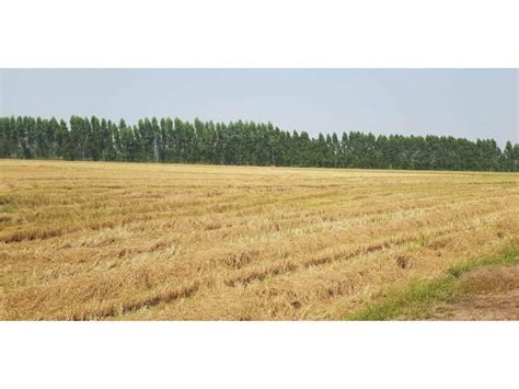 ขายที่ดินศาลาแดง 29 5 ไร่ ติดถ คอนกรีตใกล้แยกตลาดไผ่ดำ 4 กม จ ฉะเชิงเทรา ที่ดินร้อยแปด คอม