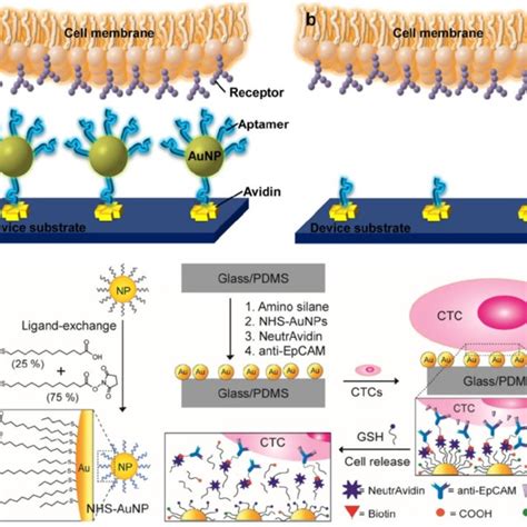 Anti Epcam Antibody Based Representative Microfluidic Chips For Ctc