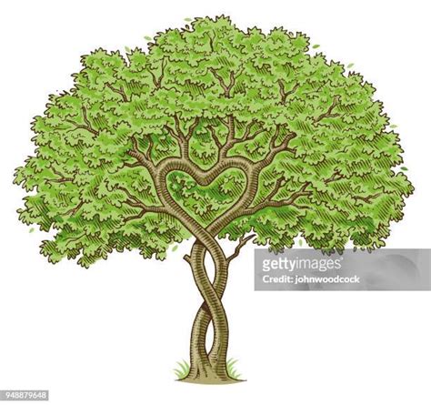 226 Oak Tree Sketch High Res Illustrations Getty Images