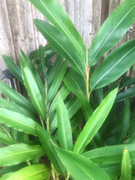 Shell Ginger Plant Etsy