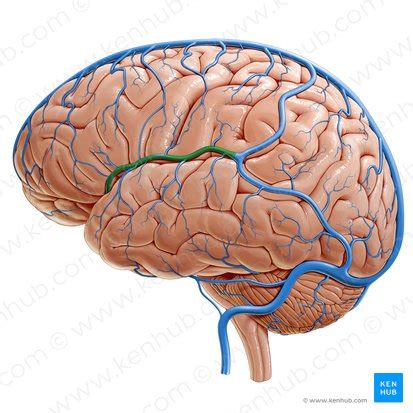 Veins Of The Brain Anatomy And Clinical Notes Kenhub
