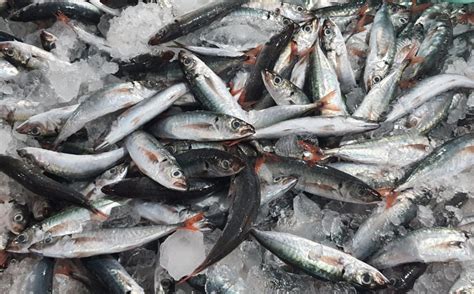 Frozen Redtail Scad Bdg Sea Food