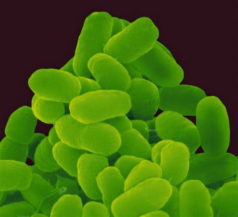 Pertussis Bacteria