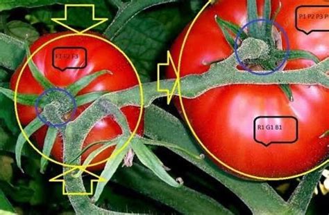 Esha Anand On Linkedin Keras Tensorflow Python