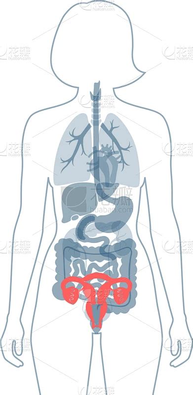 女性生殖系统生物学商务健康保健门诊部模板女人品牌名称儿童图片女人图片素材 花瓣网