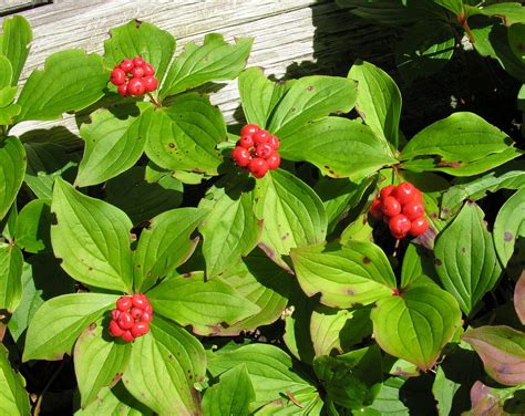CORNUS CANADENSIS svída kanadská Tropik cz
