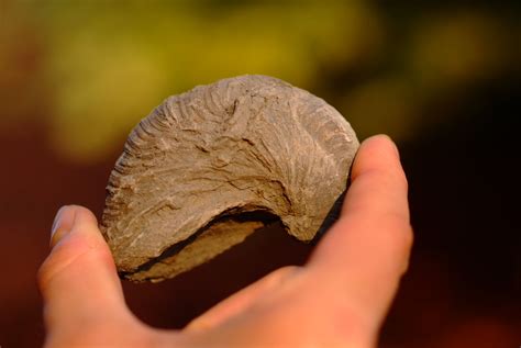 Uk Fossil Collecting