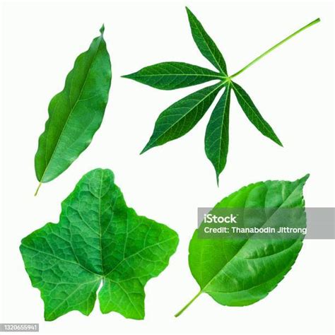 흰색 배경에 고립 된 녹색 몬스터 야자수와 열대 식물 잎 세트 0명에 대한 스톡 사진 및 기타 이미지 0명 개체 그룹