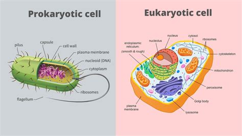 Prokaryotic Cell And Eukaryotic Cell Biology Notes Online