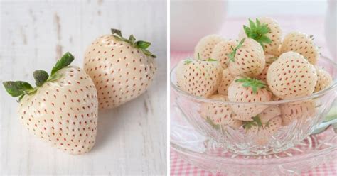 Snow White Strawberry All You Need To Know