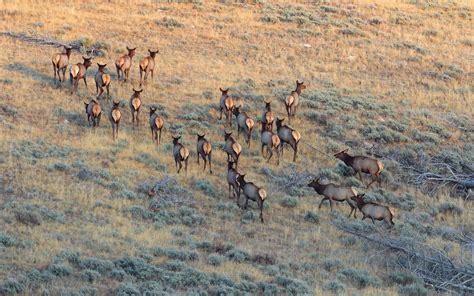 Montana Man Sentenced To 6 Months In Prison For Smuggling Cloning And