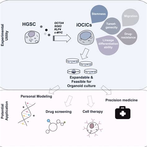 Co Expression Of Oct4 Sox2 And Nanog In Oc Tumor Tissues Download