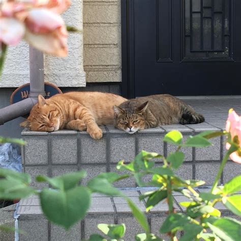 Premium Photo Portrait Of Pair Cat