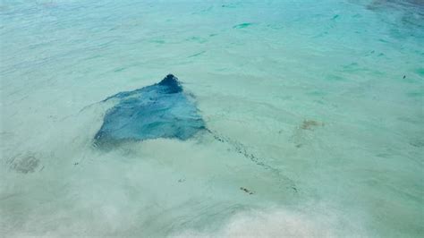 Ultimate Guide To The Hamelin Bay Stingrays Perth Weekend