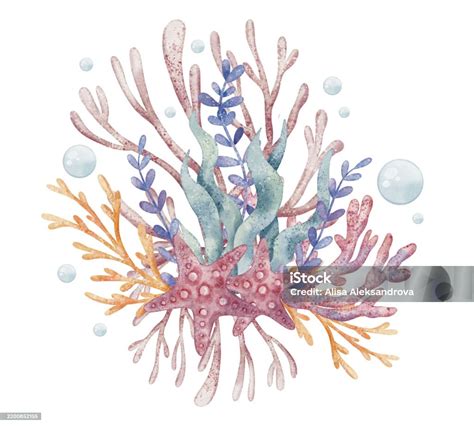 거품으로 둘러싸인 산호와 해초가 있는 불가사리의 수채화 그림 아기 샤워 초대장 또는 유치한 인사말 카드에 대한 조개껍데기와 암초의 그림 항해 요소의 예술 0명에 대한 스톡