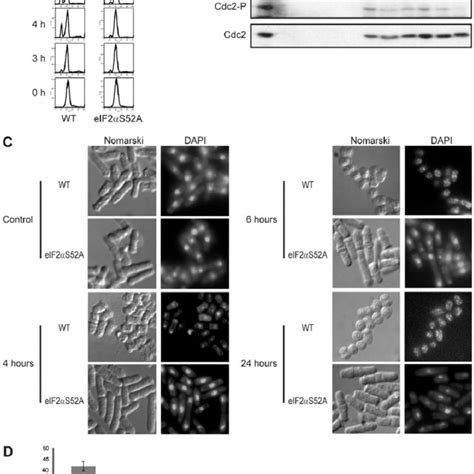 EIF2a Phosphorylation During Nitrogen Starvation Is Involved In G1