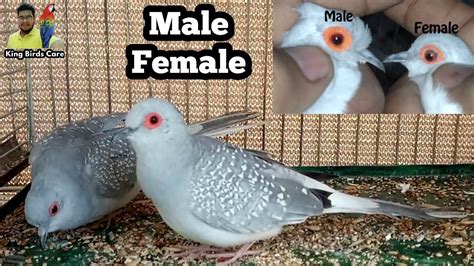 Diamond Dove Information Dove Male Female Difference Diamond Dove