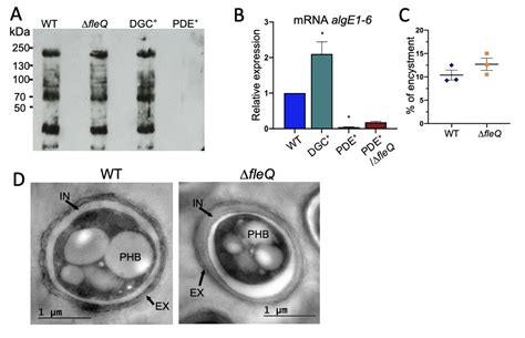 The C Di Gmp Effector Fleq Controls Alginate Pr