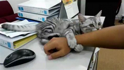hmc while i attack my humans hand r holdmycatnip
