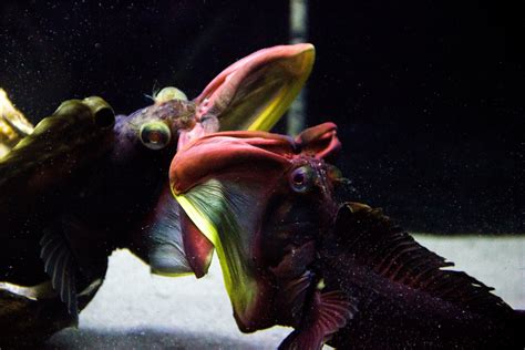 Sarcastic Fringehead