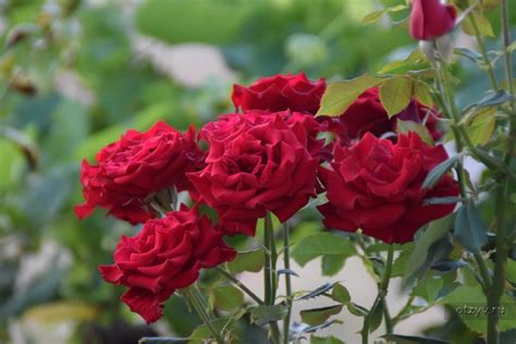 Купить Роза "Родос" (Rosa Rhodos) от 799 руб. в интернет-магазине ...